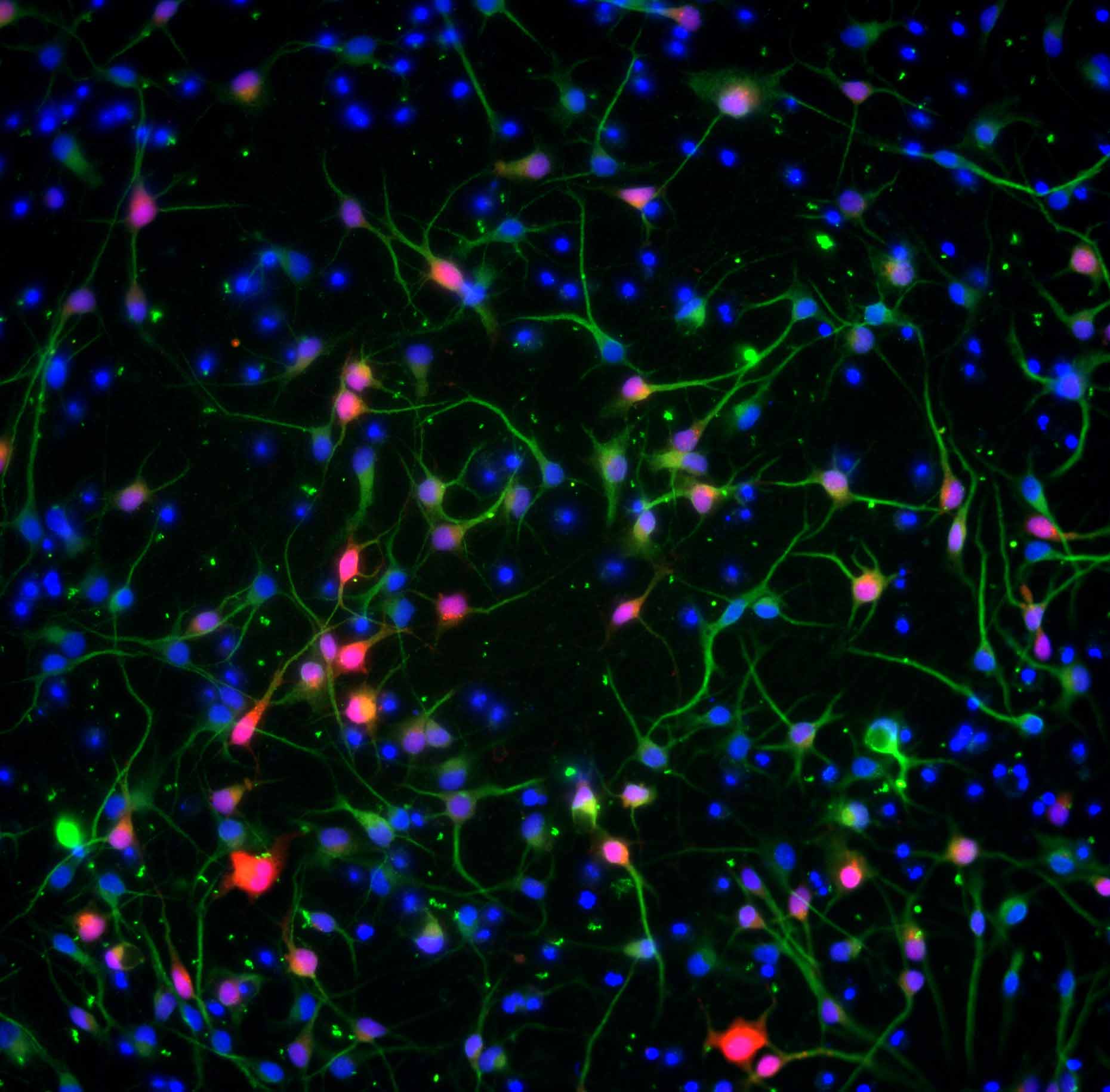 In Vitro Cell & Gene Therapy Assay Services - PhenoVista Biosciences