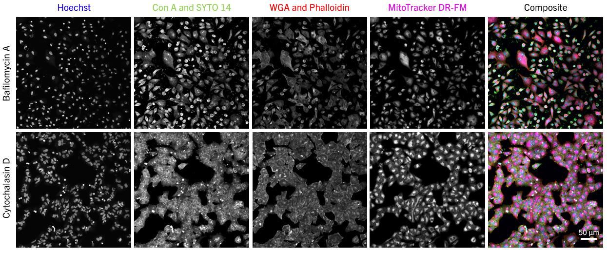 Cell Painting in Preclinical Safety and Toxicology: Literally Taking a ...