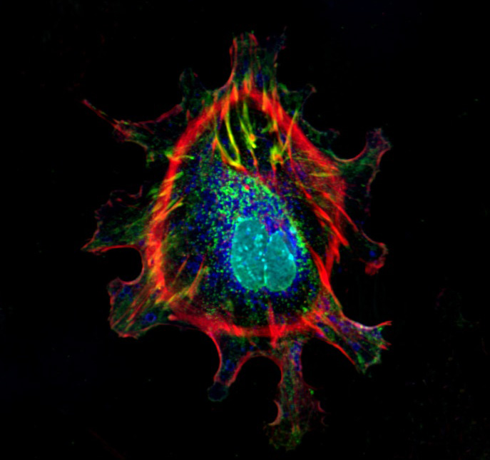 Cell Painting Assay Services - Drug Discovery