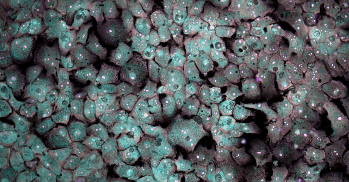 Cell Painting Application Note